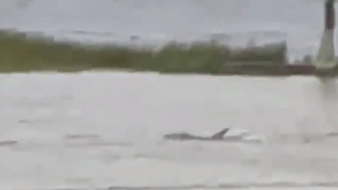 Shark spotted swimming in flooded Fort Myers yard during Hurricane Ian ...